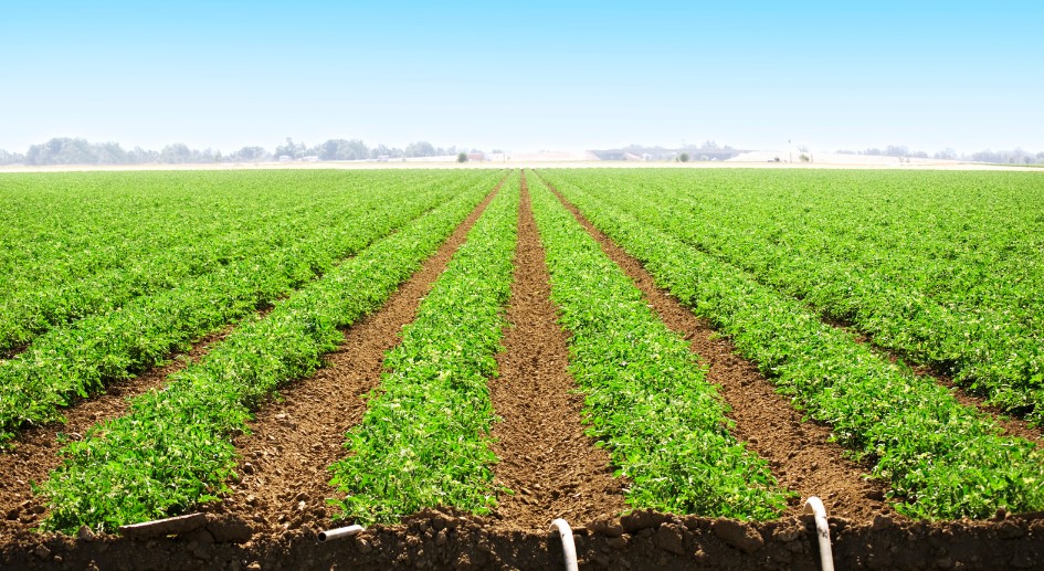 How Big is an Acre? | Simple Guide to Acre Measurements and Comparisons